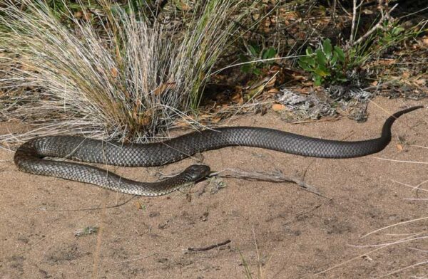 5 Tips to Keep Your Tent Snake Free - Expedition Australia